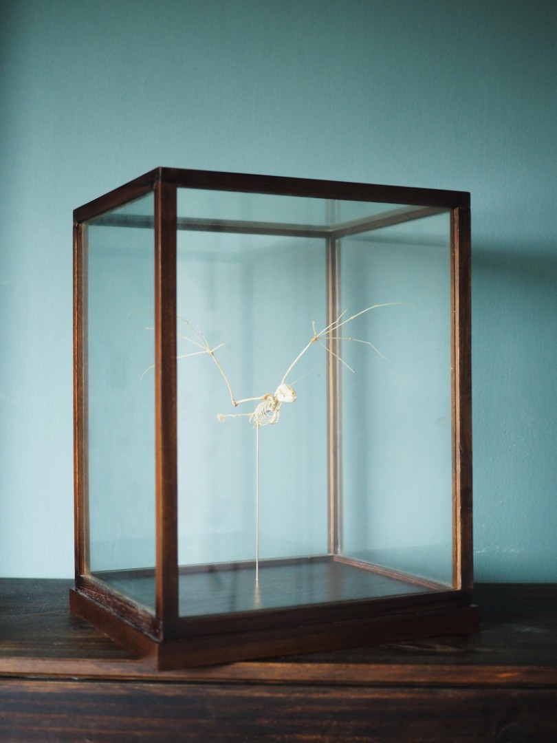 Articulated Flying Bat Skeleton Taxidermy in Teak Glass Case, Hobbies ...