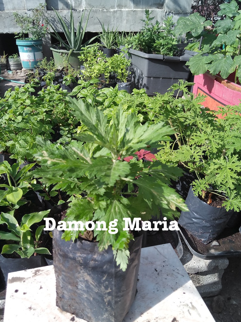 Damong Maria (Mugwort), Furniture & Home Living, Gardening, Plants ...