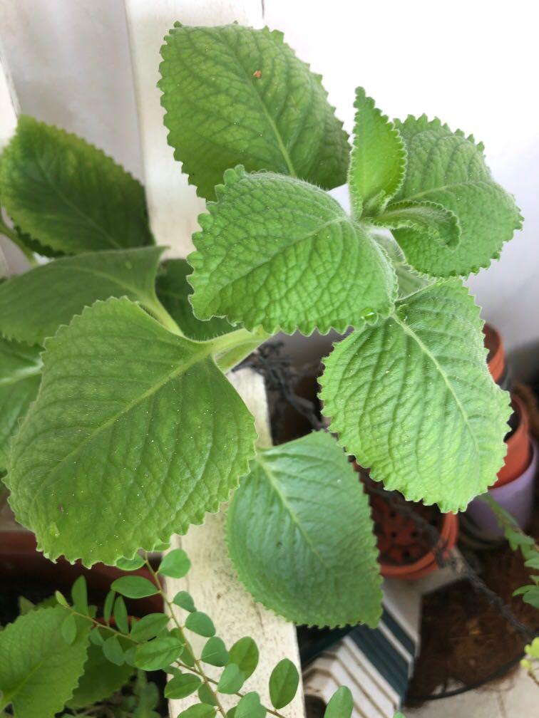 Organic Indian borage (natural cough cold remedy), Furniture & Home ...