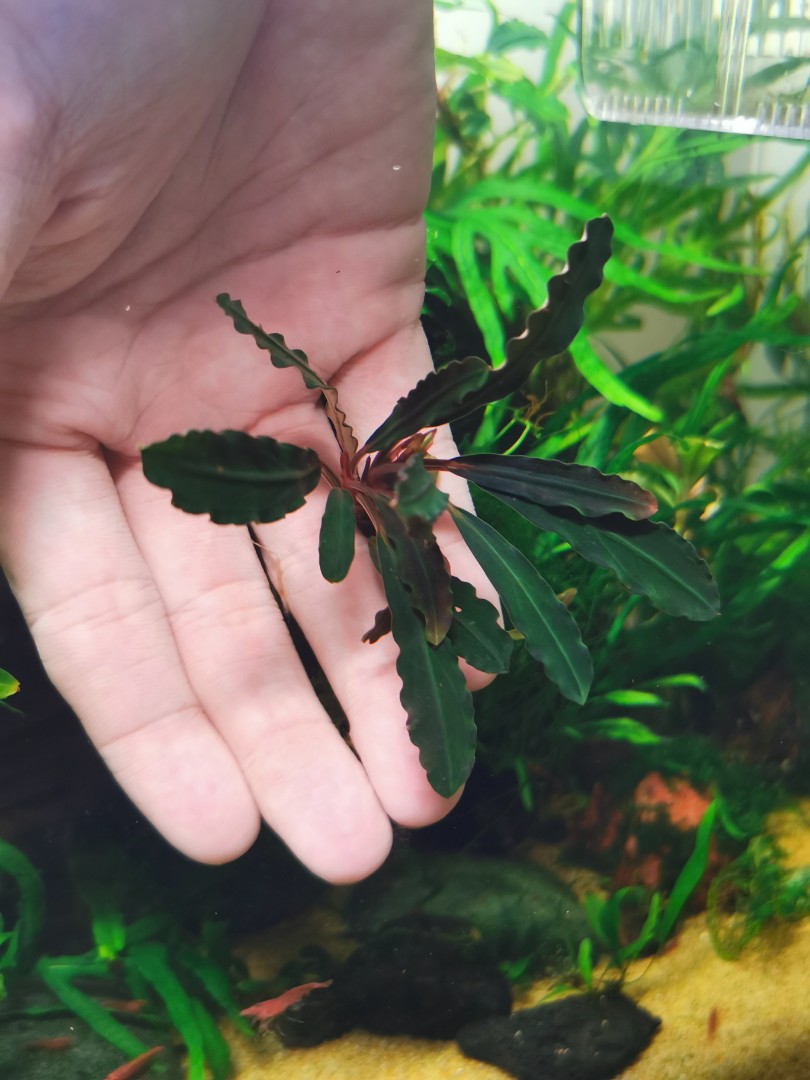 Bucephalandra Godzilla, Furniture & Home Living, Gardening, Plants ...