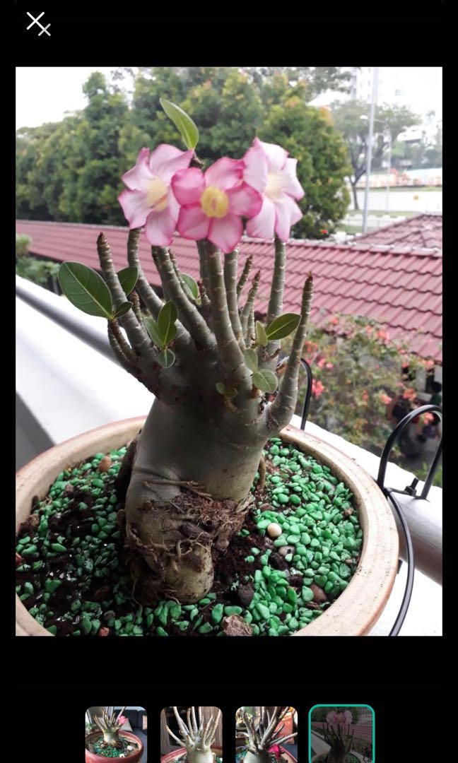 Large adenium Socotranum , Furniture & Home Living, Gardening, Plants ...