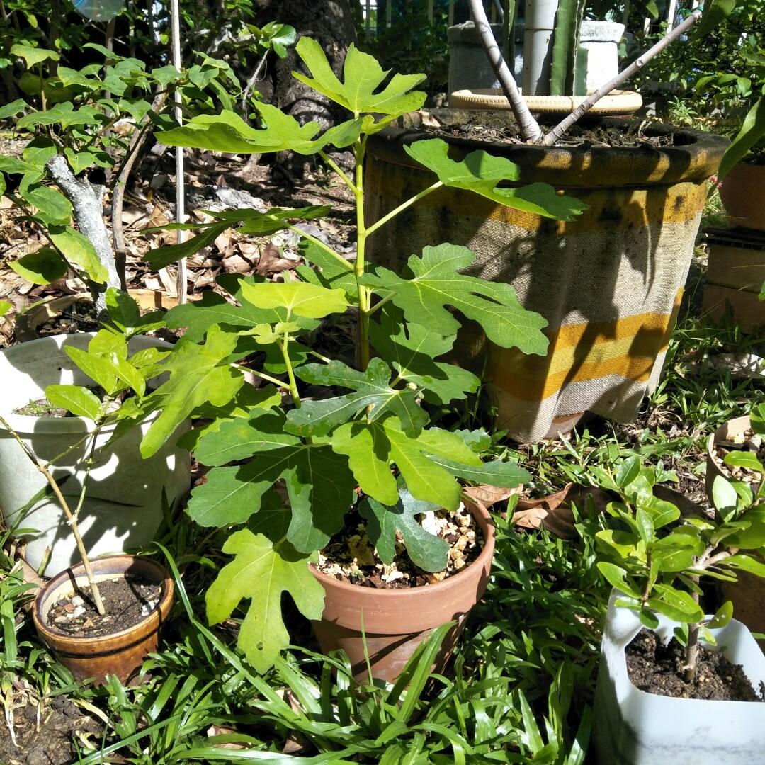 Fig plants Masui Dauphine marcotted potted popular big fruits ...