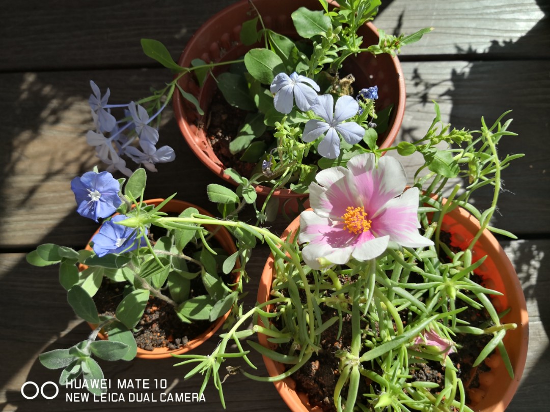 Periwinkle, Dwarf morning glory and Moss Rose, Furniture & Home Living ...