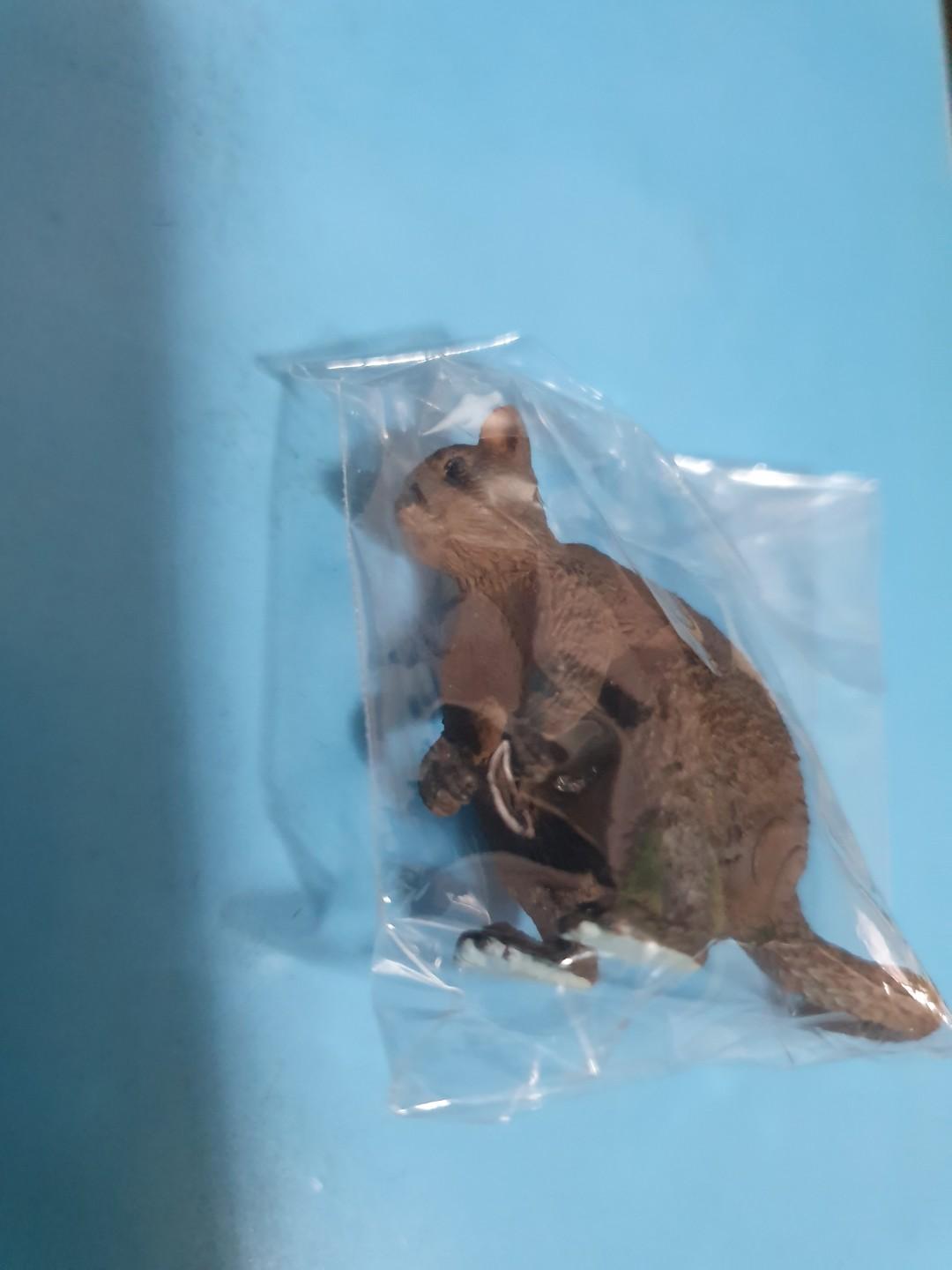 Quokka figure, Toys & Games, Bricks & Figurines on Carousell