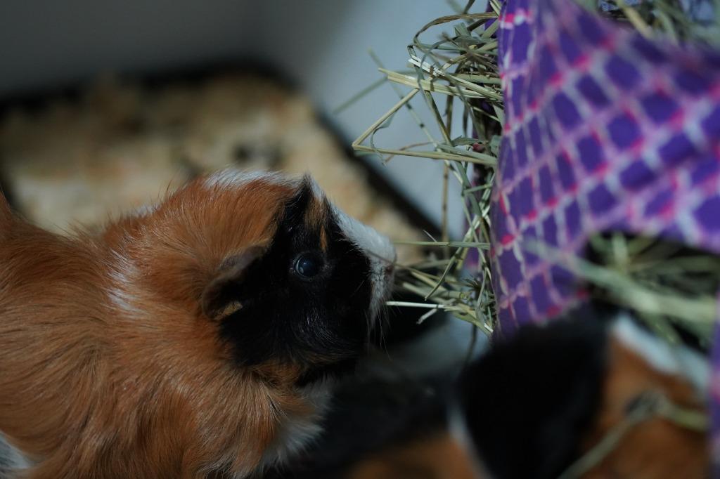 Bubu's USA First cut Timothy Hay (Updates: 17-12-2020), Pet Supplies ...