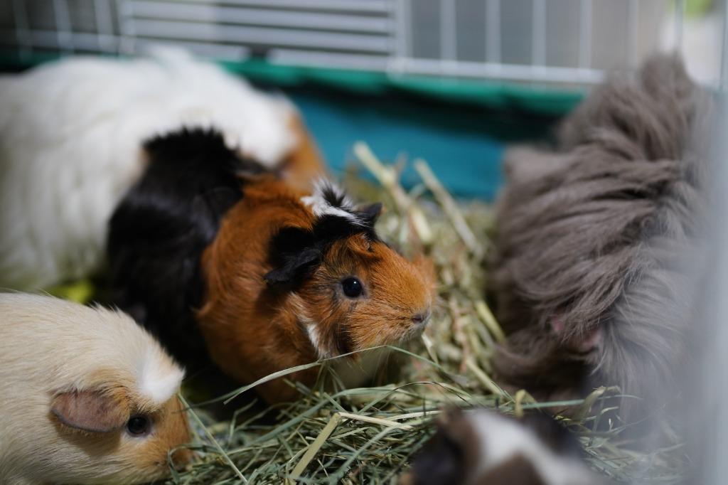 Bubu's USA First cut Timothy Hay (Updates: 17-12-2020), Pet Supplies ...