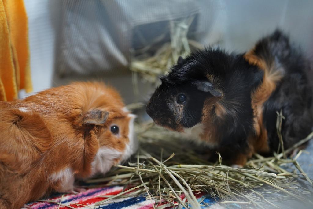 Bubu's USA First cut Timothy Hay (Updates: 17-12-2020), Pet Supplies ...