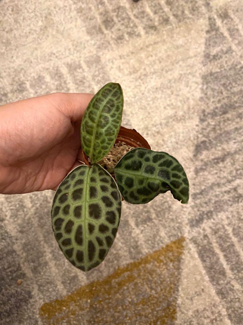 Labisia Turtle Back, Furniture & Home Living, Gardening, Plants & Seeds ...
