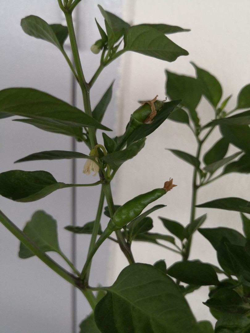 Cili padi burung, Furniture & Home Living, Gardening, Plants & Seeds on ...