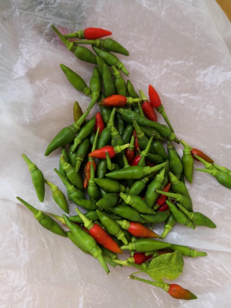 Cili padi burung, Furniture & Home Living, Gardening, Plants & Seeds on ...