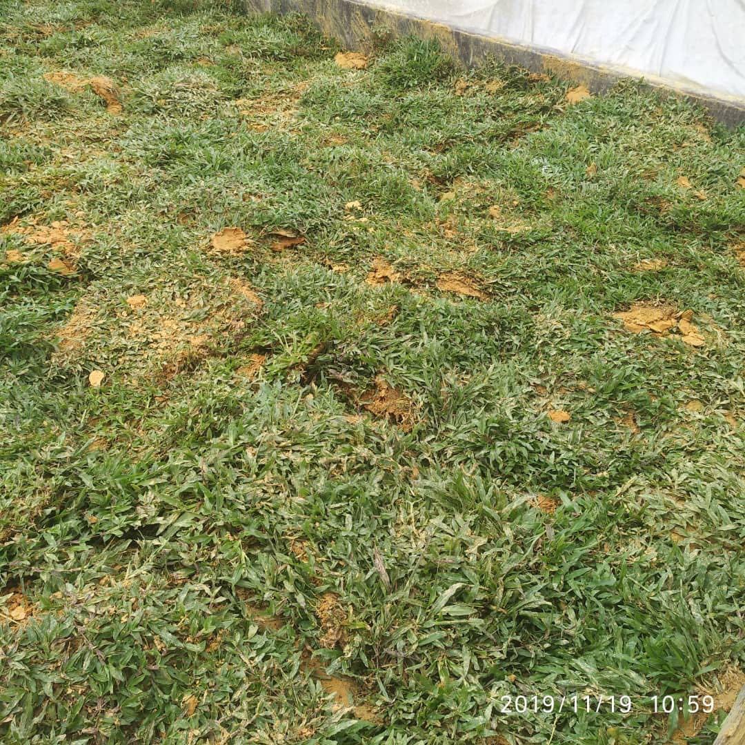 Tanah merah/top soil/rumput/grass for sale, Furniture & Home Living ...