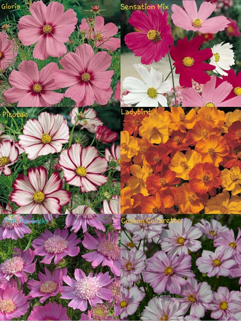 Unique cosmos seeds *high germination rate*, Furniture & Home Living ...