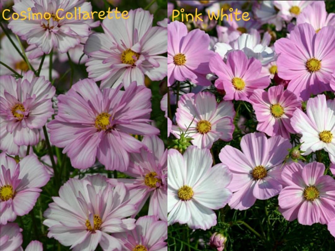 Unique cosmos seeds *high germination rate*, Furniture & Home Living ...