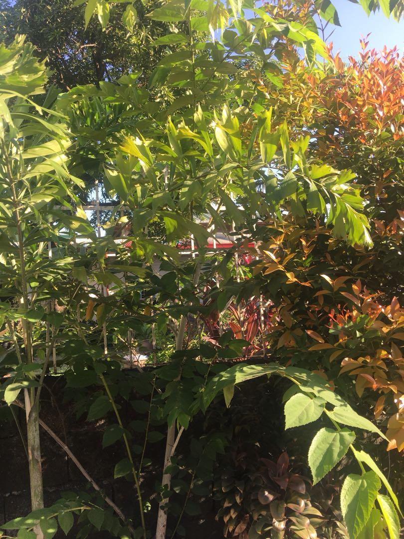 Aratilis Muntingia calabura plant tree, Furniture & Home Living ...