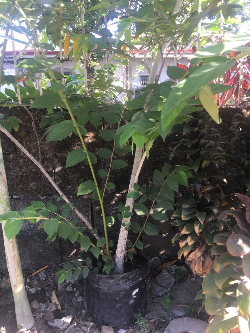 Aratilis Muntingia calabura plant tree, Furniture & Home Living ...