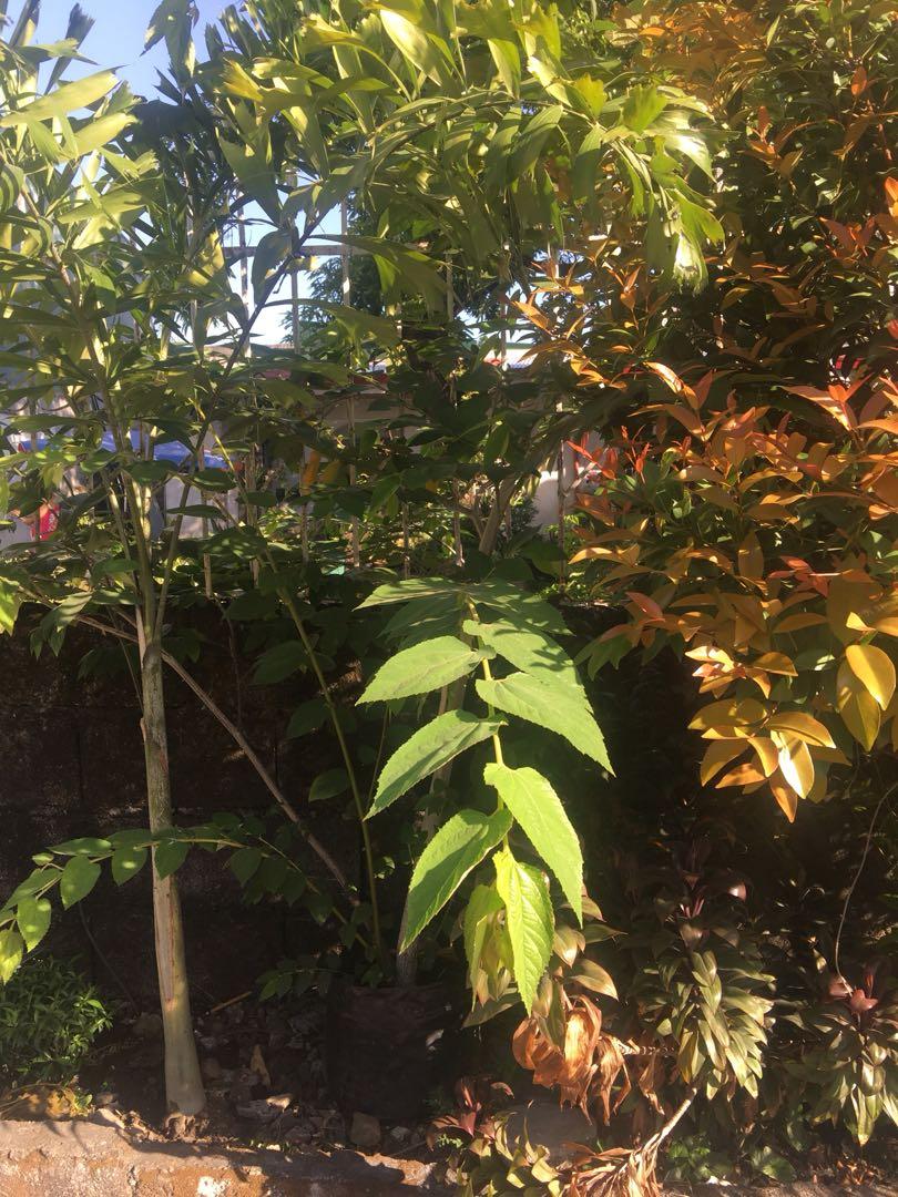 Aratilis Muntingia calabura plant tree, Furniture & Home Living ...