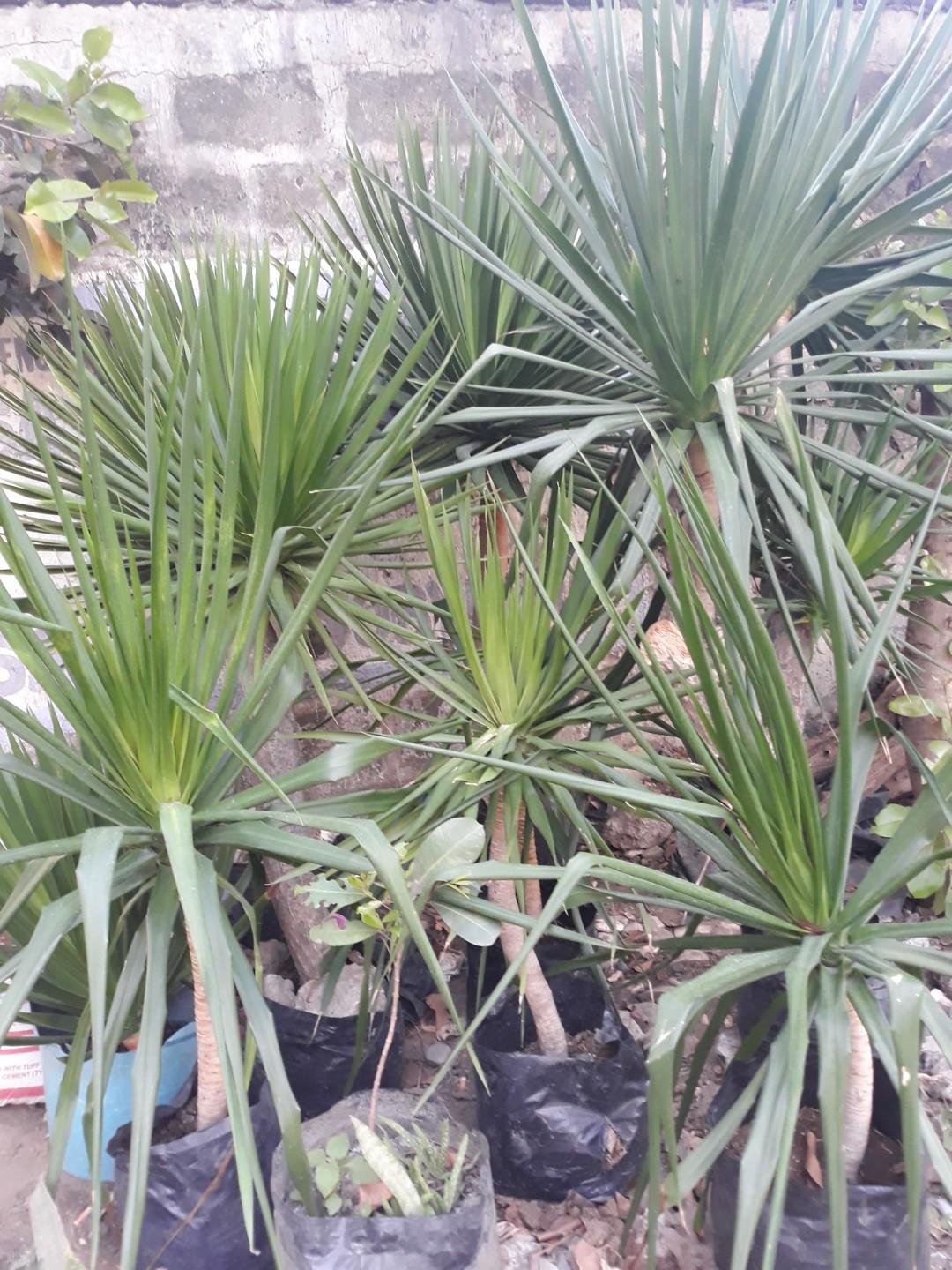 Yoka palm plants indoor, Furniture & Home Living, Gardening, Plants ...