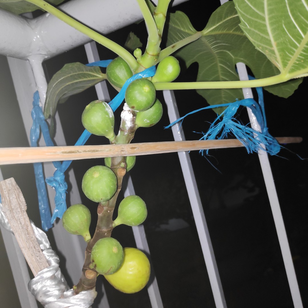 Conadria Fig Cutting Rooted, Furniture & Home Living, Gardening, Plants ...
