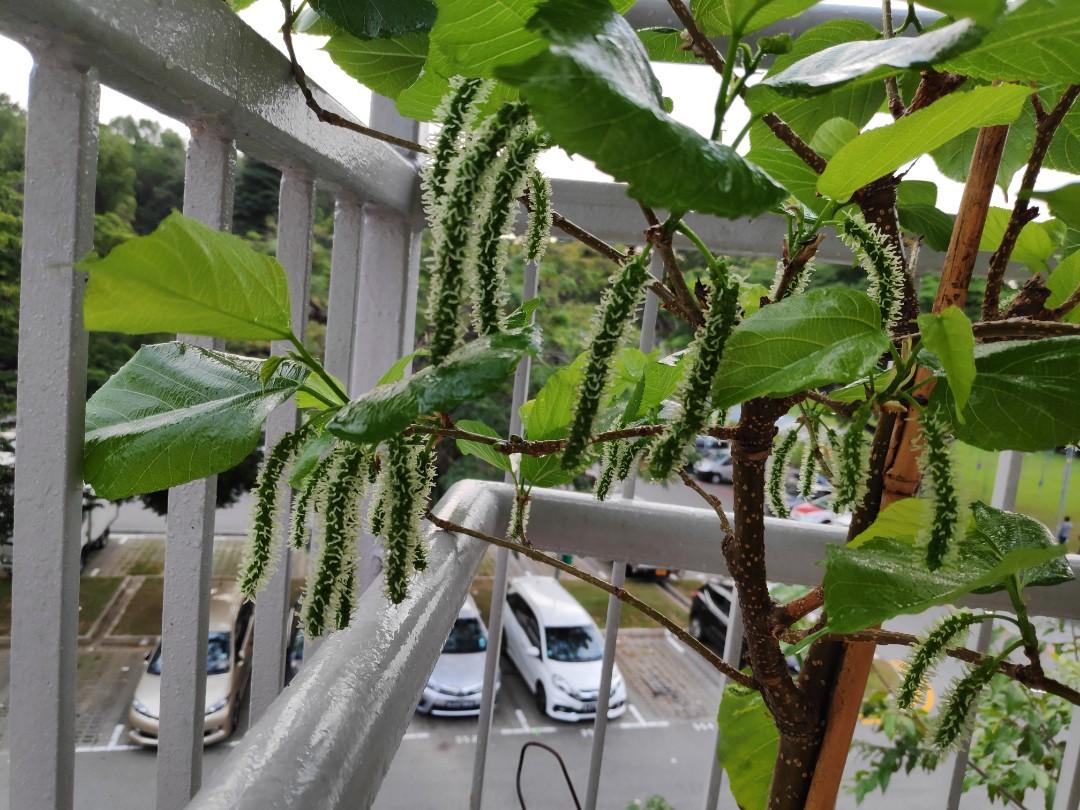 Rare and unique Shahtoot Mulberry (Long Finger Red) cutting, Furniture ...