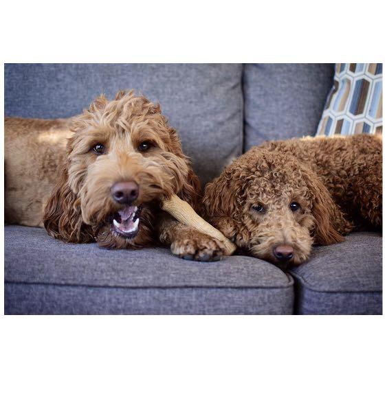 USA MADE LARGE Petstages Dogwood Stick Dog Chew Toy Safe, Natural ...
