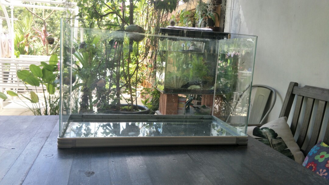 Fish Tank 2 Feet, Pet Supplies, Homes & Other Pet Accessories on Carousell