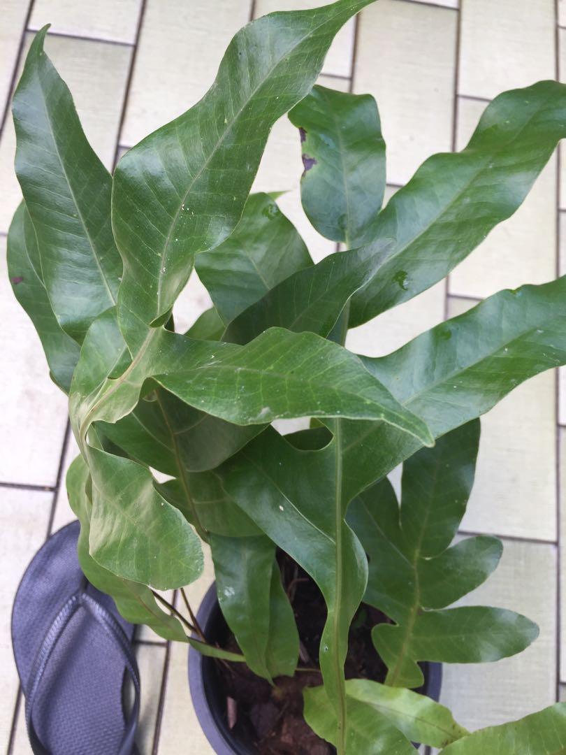 Fern oak leaf fern basket fern Aglaomorpha drynaria quercifolia ...