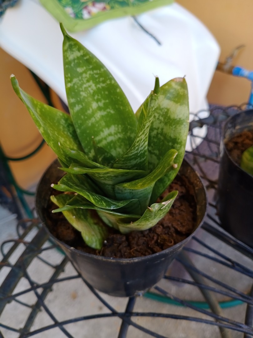 Dwarf Snake Plant, Furniture & Home Living, Gardening, Plants & Seeds ... Dwarf Snake Plant, Furniture & Home Living, Gardening, Plants & Seeds ...