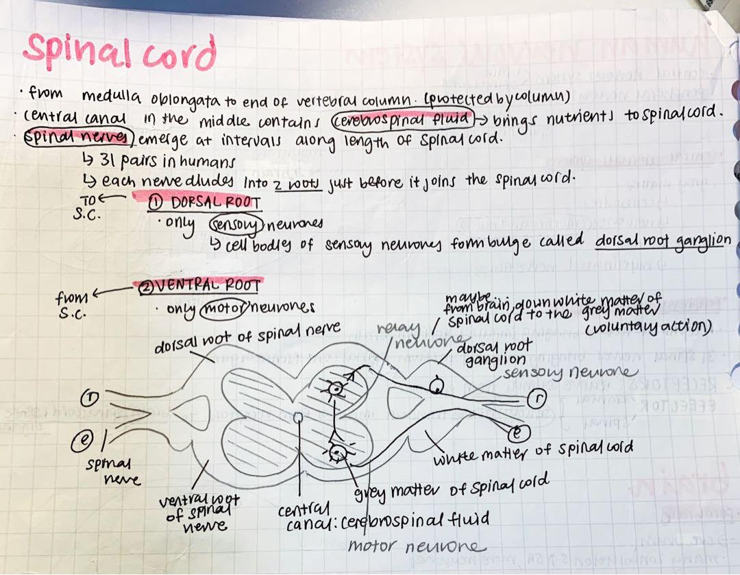 GCE O LEVELS / Integrated Programme Biology Notes (Labelled Diagrams ...