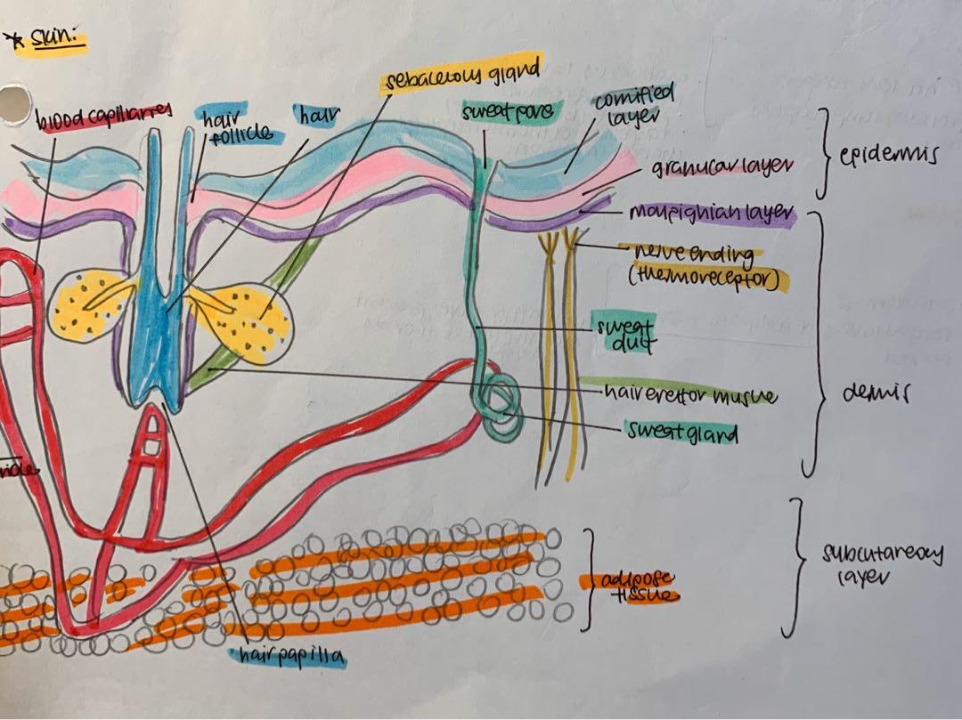 GCE O LEVELS / Integrated Programme Biology Notes (Labelled Diagrams ...
