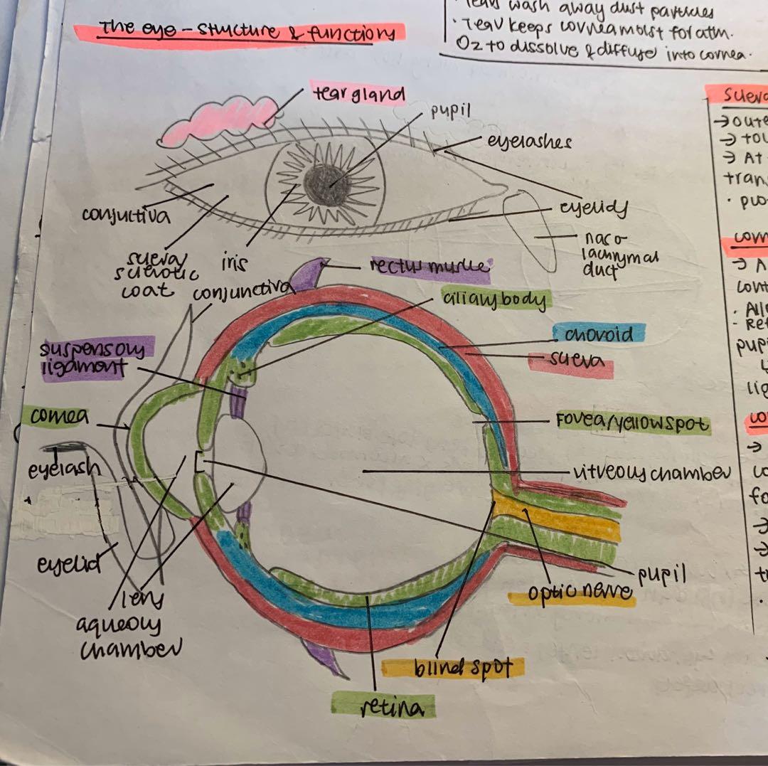GCE O LEVELS / Integrated Programme Biology Notes (Labelled Diagrams ...