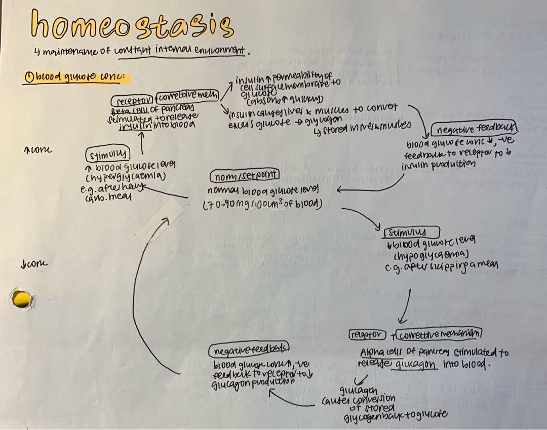 GCE O LEVELS / Integrated Programme Biology Notes (Labelled Diagrams ...