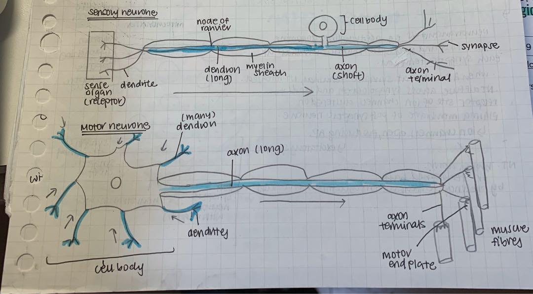 GCE O LEVELS / Integrated Programme Biology Notes (Labelled Diagrams ...