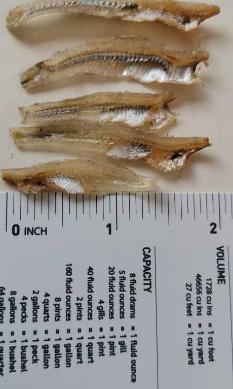 Ikan Bilis Grade 1 / Anchovies, Food & Drinks, Packaged & Instant Food ...