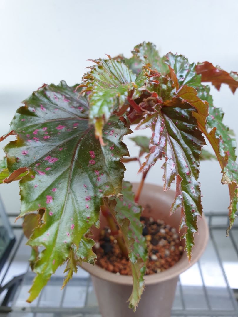 Begonia serratipetala, Furniture & Home Living, Gardening, Plants ...