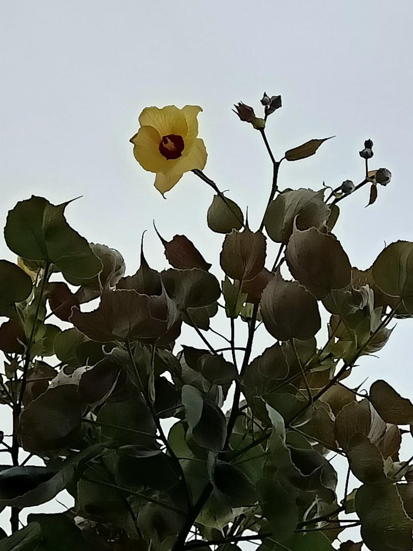 Malabago tree cutting, Furniture & Home Living, Gardening, Plants ...