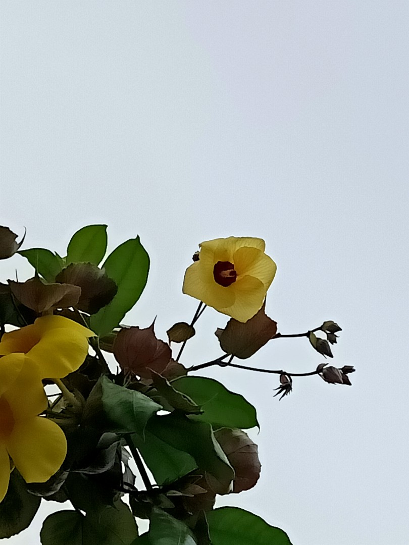 Malabago tree cutting, Furniture & Home Living, Gardening, Plants ...