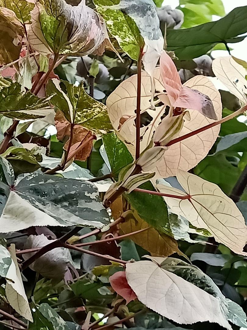 Malabago tree cutting, Furniture & Home Living, Gardening, Plants ...