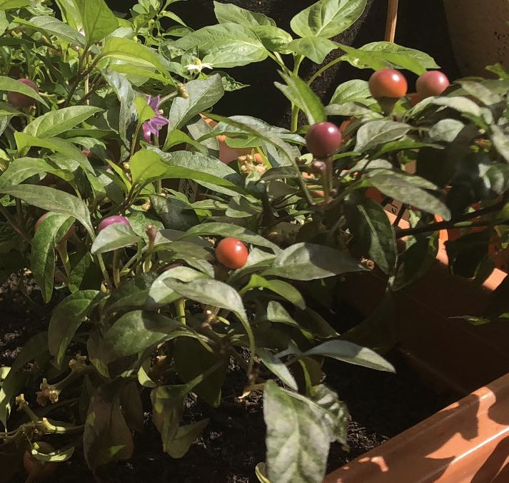 Pretty in Purple Pepper, 15 seeds, Furniture & Home Living, Gardening ...