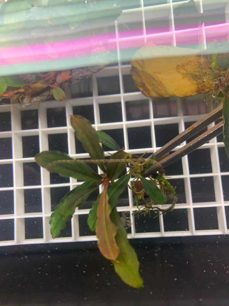 Bucephalandra Godzilla, Gardening, Plants on Carousell