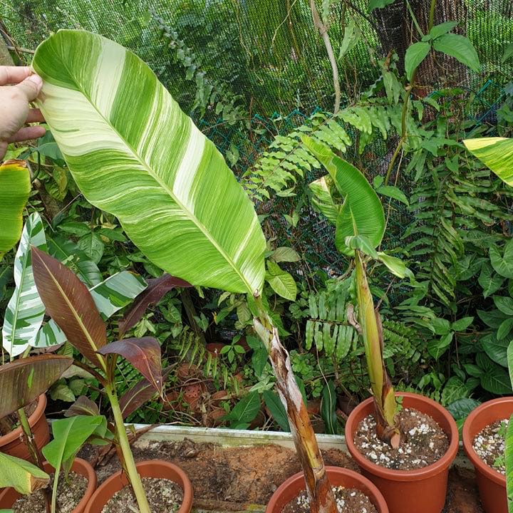 Musa tanee variegated, Furniture & Home Living, Gardening, Plants ...