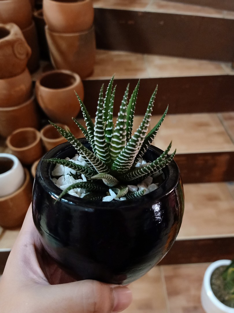 Potted Zebra Plant (Haworthia fasciata), Furniture & Home Living ...