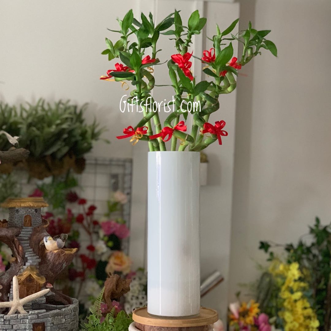 Lucky Bamboo Assorted Sizes-Curly Bamboo-Straight Bamboo-Lotus Bamboo ...