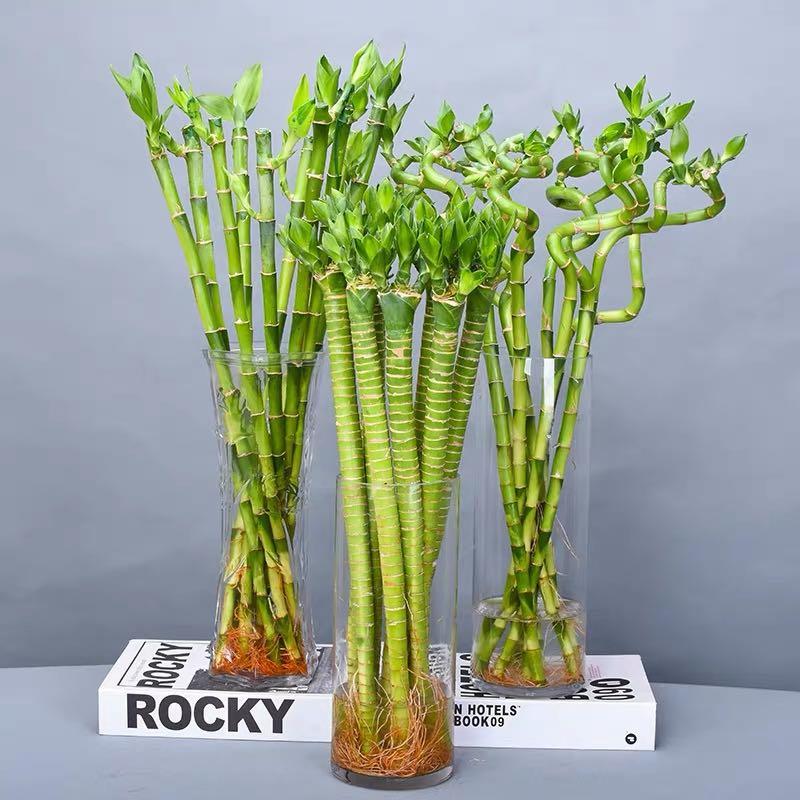 Lucky Bamboo Assorted Sizes-Curly Bamboo-Straight Bamboo-Lotus Bamboo ...