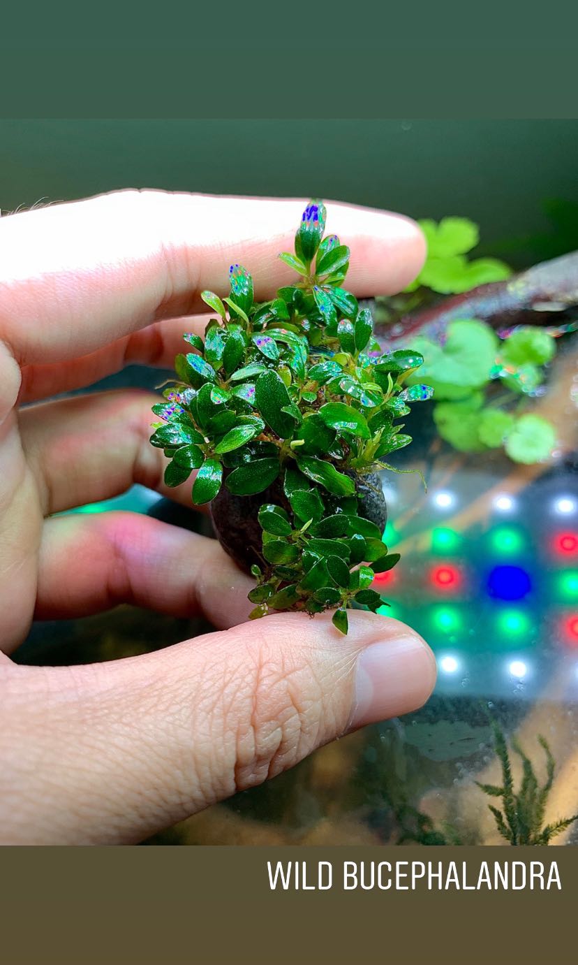 Wild Bucephalandra, Gardening, Plants on Carousell