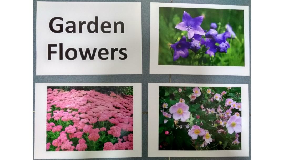 Garden flowers flashcards, Hobbies & Toys, Books & Magazines, Children ...