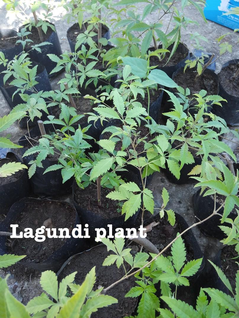 Lagundi plant, Furniture & Home Living, Gardening, Plants & Seeds on ...