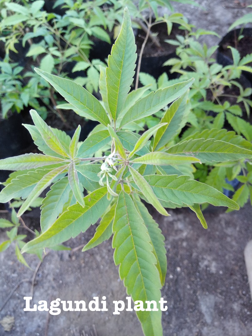 Lagundi plant, Furniture & Home Living, Gardening, Plants & Seeds on ...