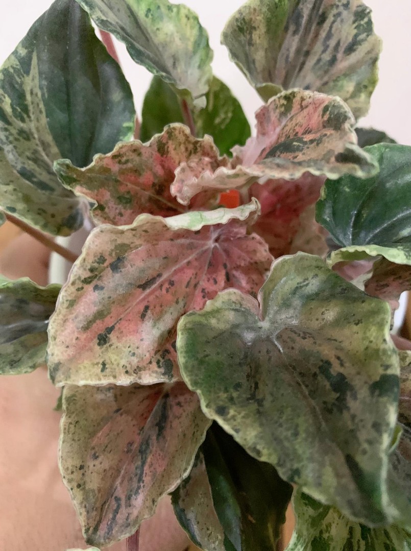 Peperomia Marmorata Pink Lady, Furniture & Home Living, Gardening ...