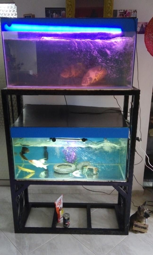 2 3ft Fish tank, 3ft 3 tier fish tank stand, filters, livestock., Pet ...