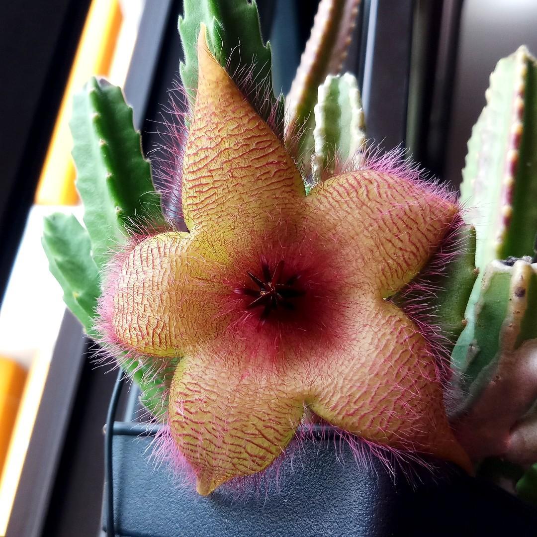Succulents Stapelia Unicornis ( Exotic Starfish Shape 10cm diameter ...